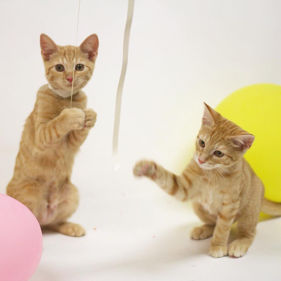 Kitten Photo Shoot - Tiramisu For Breakfast